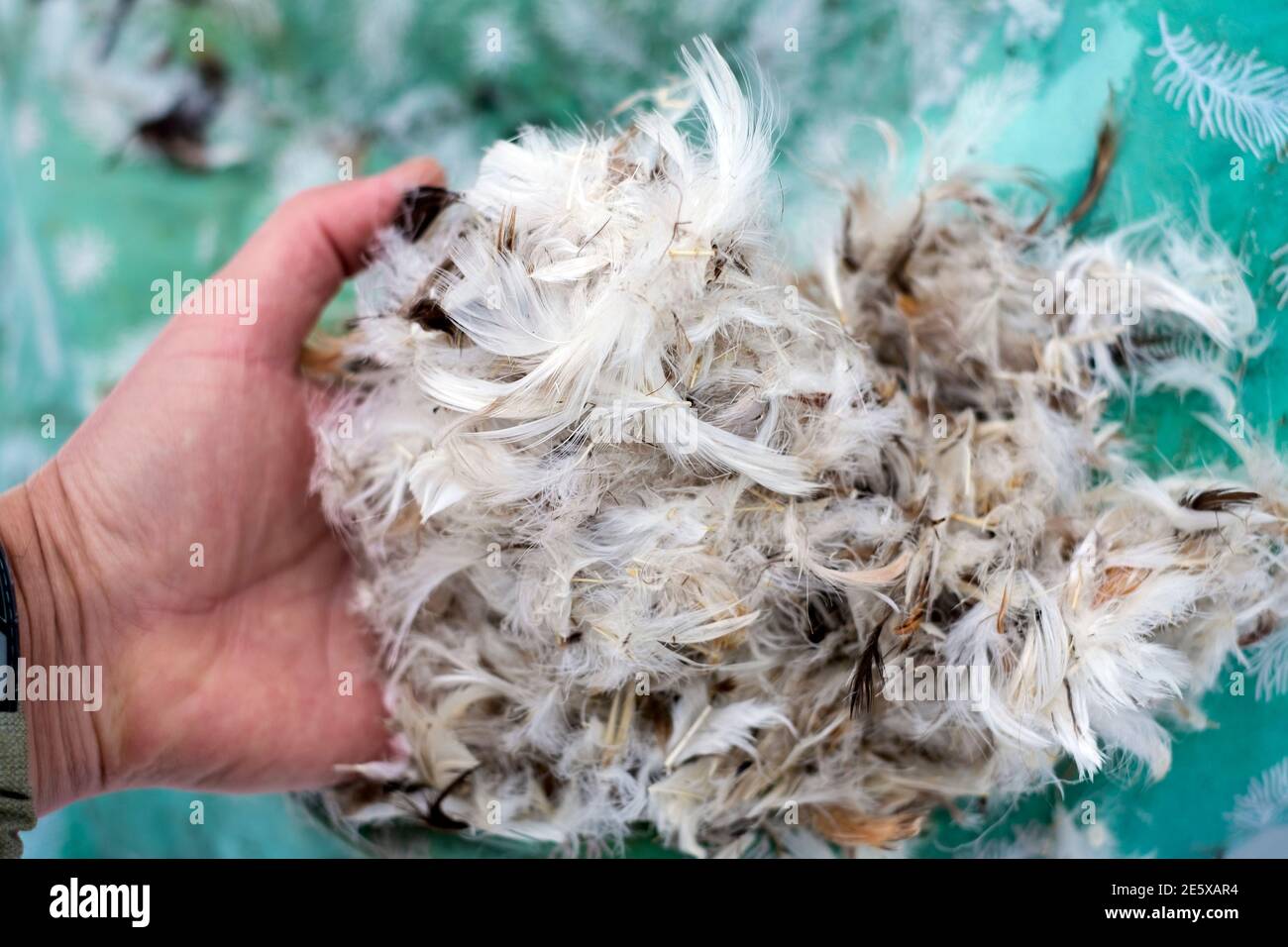 Closeup of a hand holding fluff and feathers of a bird Stock Photo - Alamy