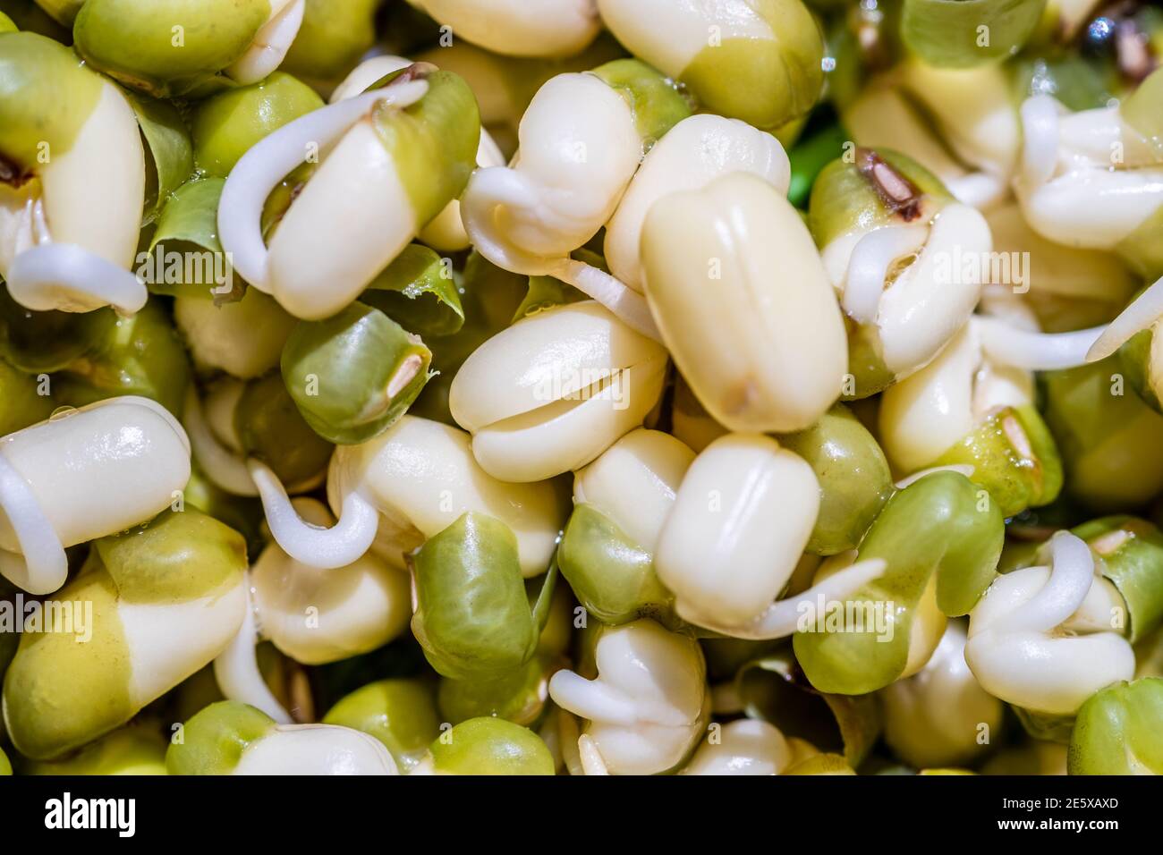 Mung bean seedlings hi-res stock photography and images - Alamy