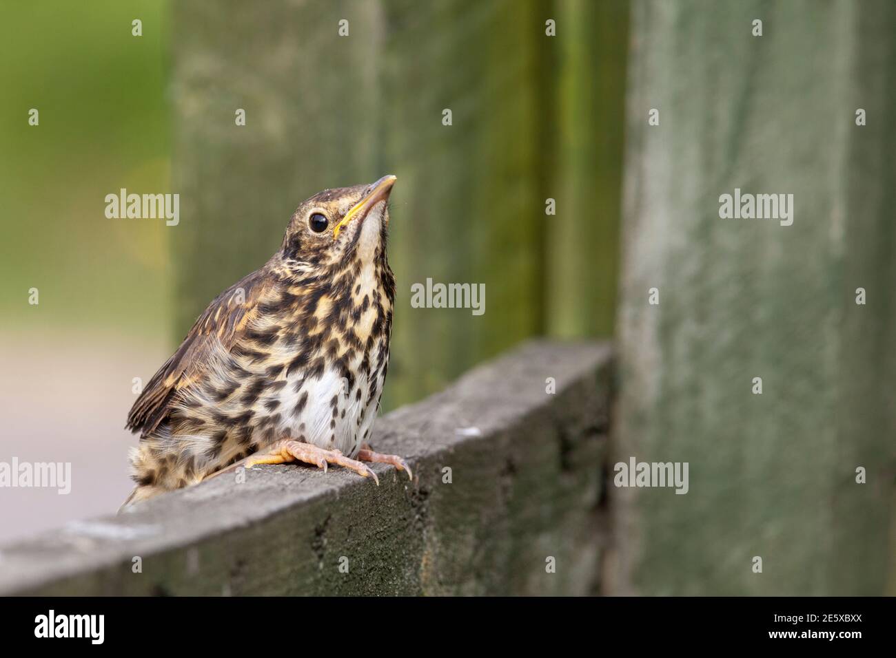 Baby thrush hi-res stock photography and images - Alamy