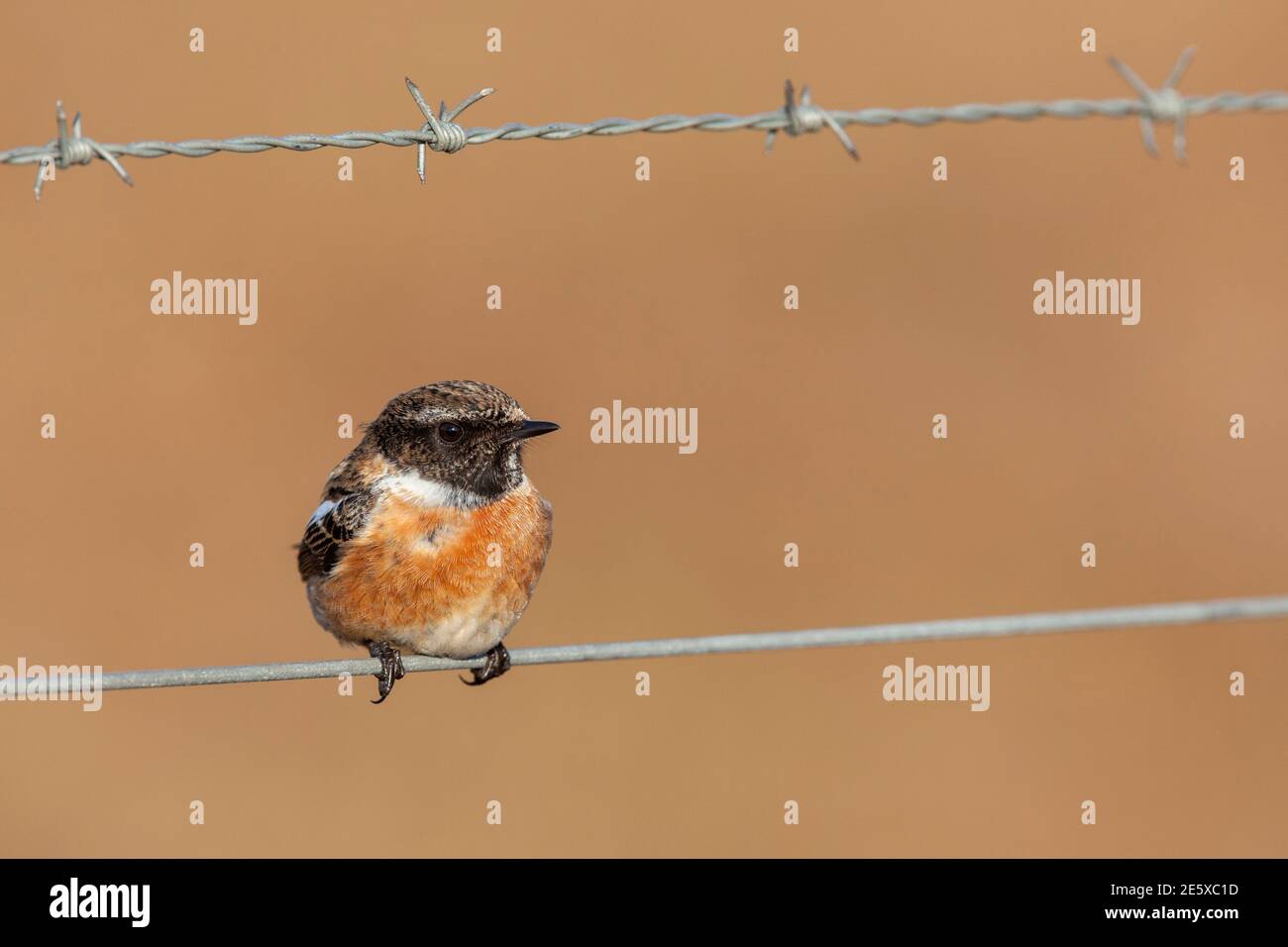 Male stonechat hi-res stock photography and images - Alamy