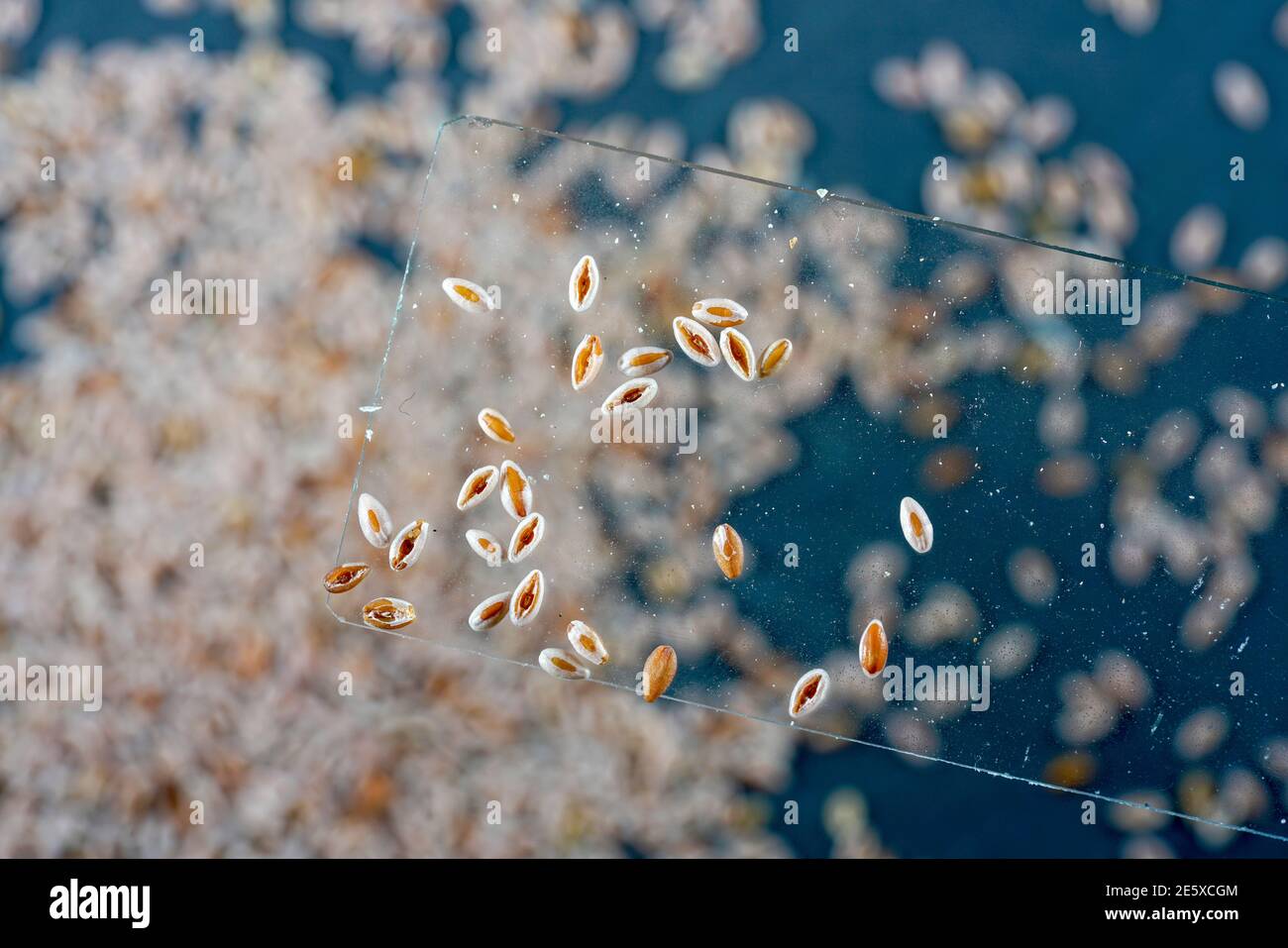 Indian flea seeds photographed in the studio against a black background ...