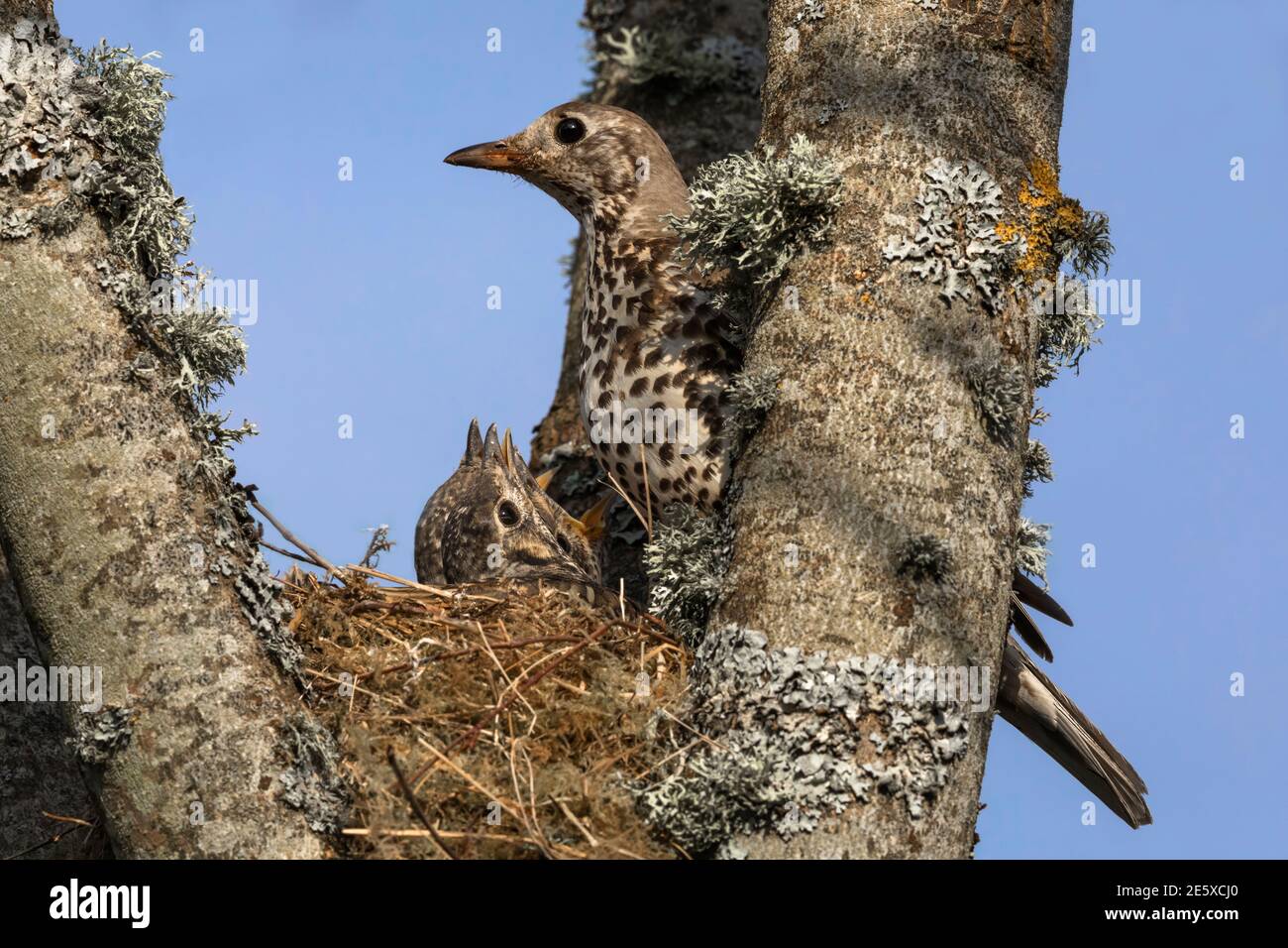 Thrush nest uk hi-res stock photography and images - Alamy