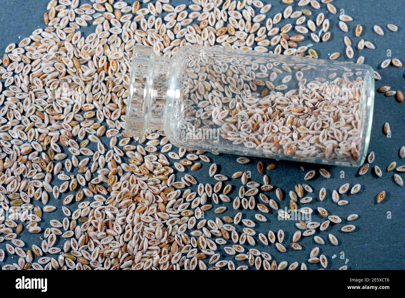 Indian flea seeds photographed in the studio against a black background ...