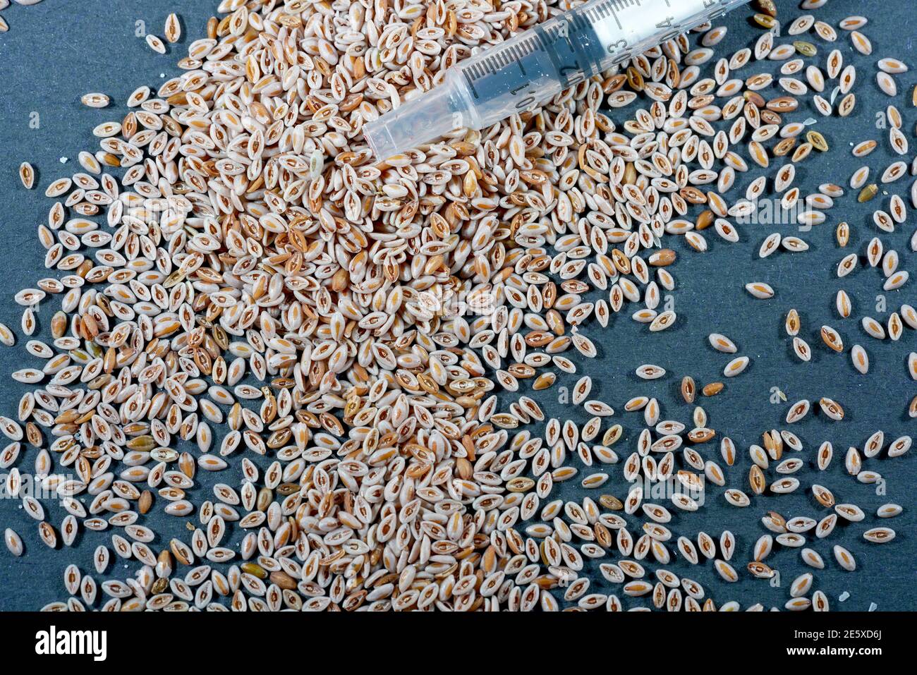 Indian flea seeds photographed in the studio against a black background ...