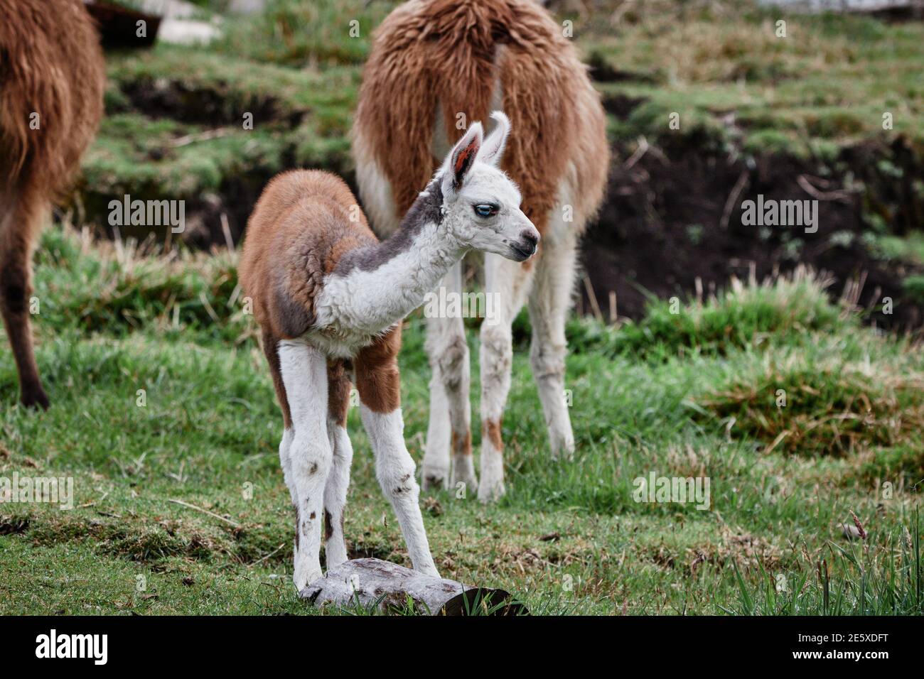 Llamas Alpaca in Andes Mountains, South America, Ecuador Stock Photo ...