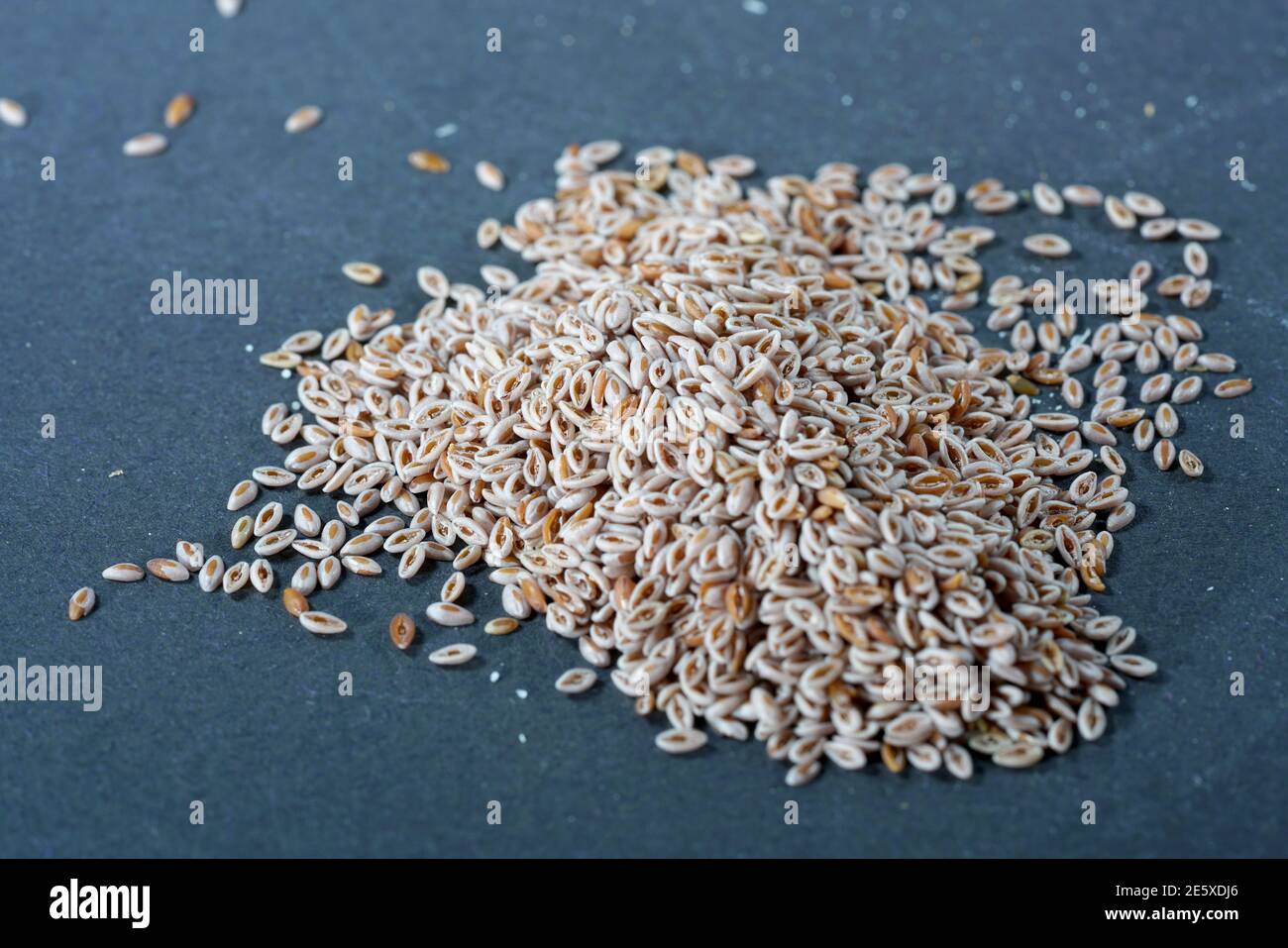 Indian flea seeds photographed in the studio against a black background ...