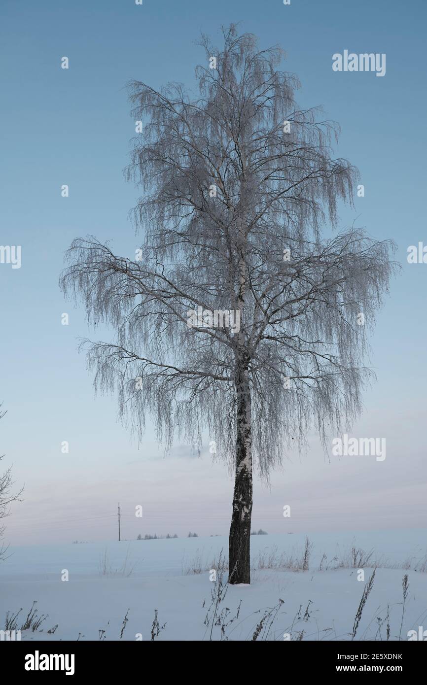 Beautiful nature of the north, natural landscape with large trees in ...