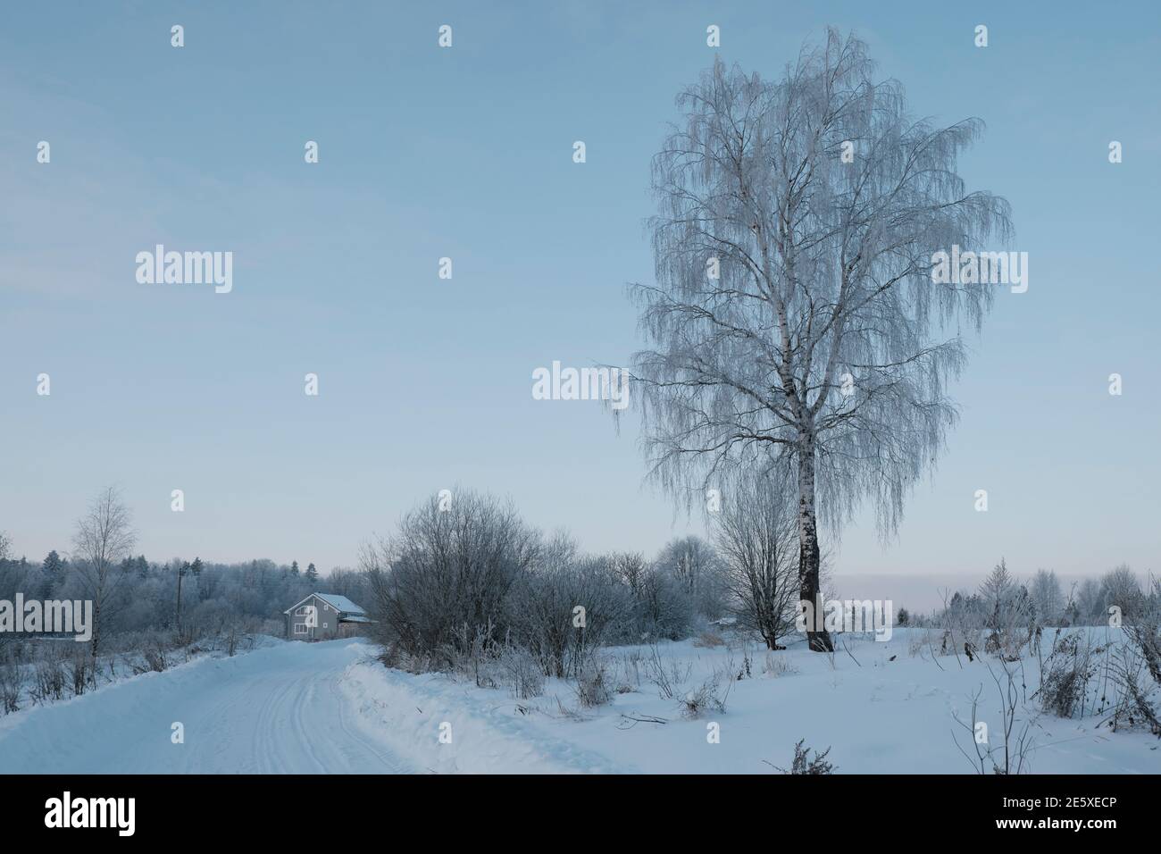 Beautiful nature of the north, natural landscape with large trees in ...
