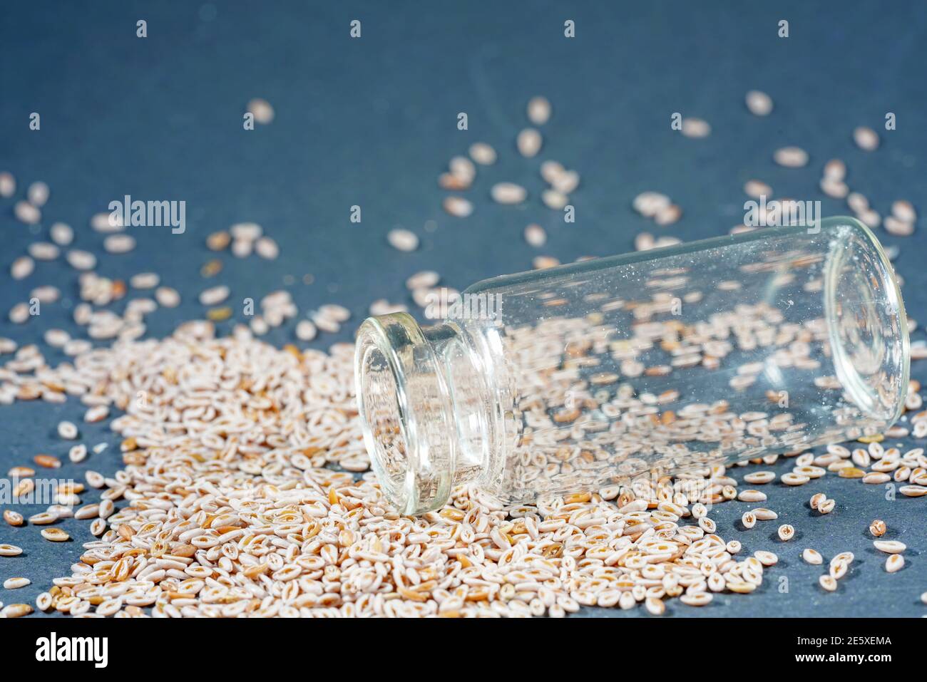Indian flea seeds photographed in the studio against a black background ...
