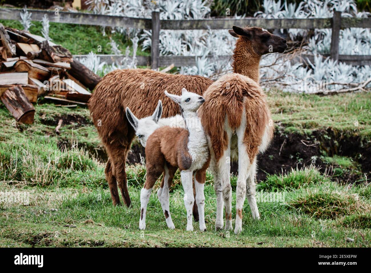 Llamas Alpaca in Andes Mountains, South America, Ecuador Stock Photo ...