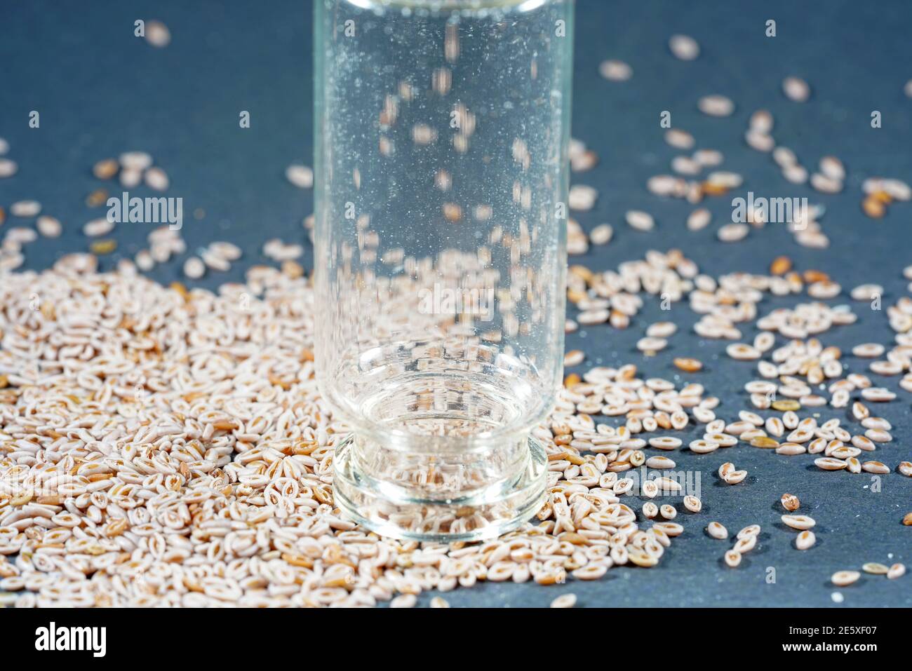 Indian flea seeds photographed in the studio against a black background ...