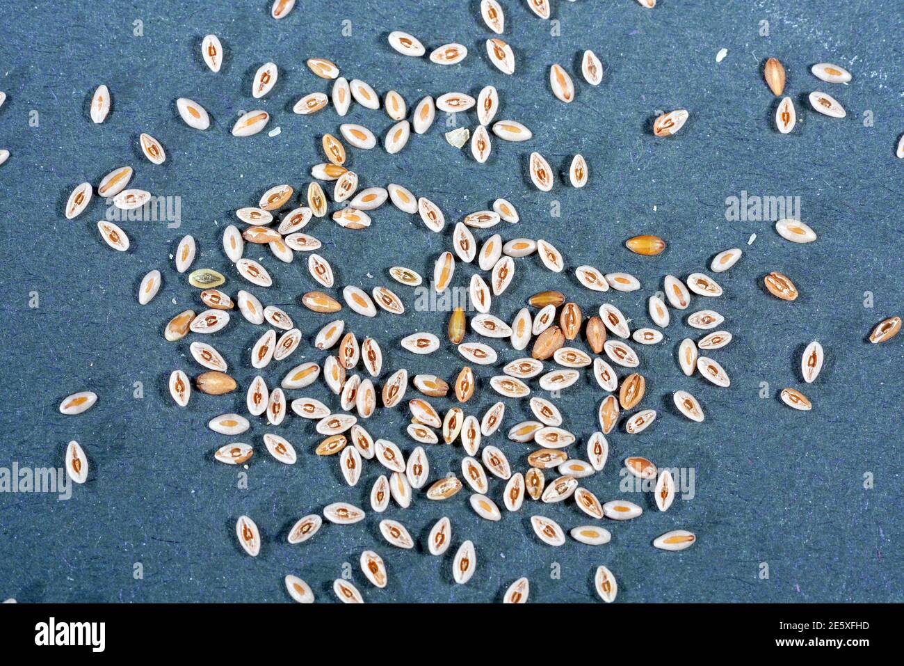 Indian flea seeds photographed in the studio against a black background ...