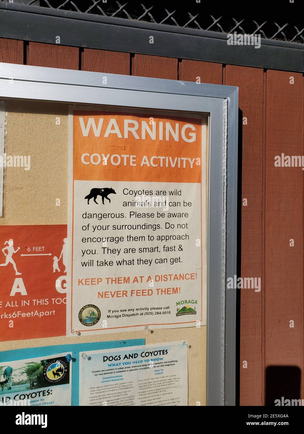 Close-up shot of a notice warning about coyote activity pinned on a ...