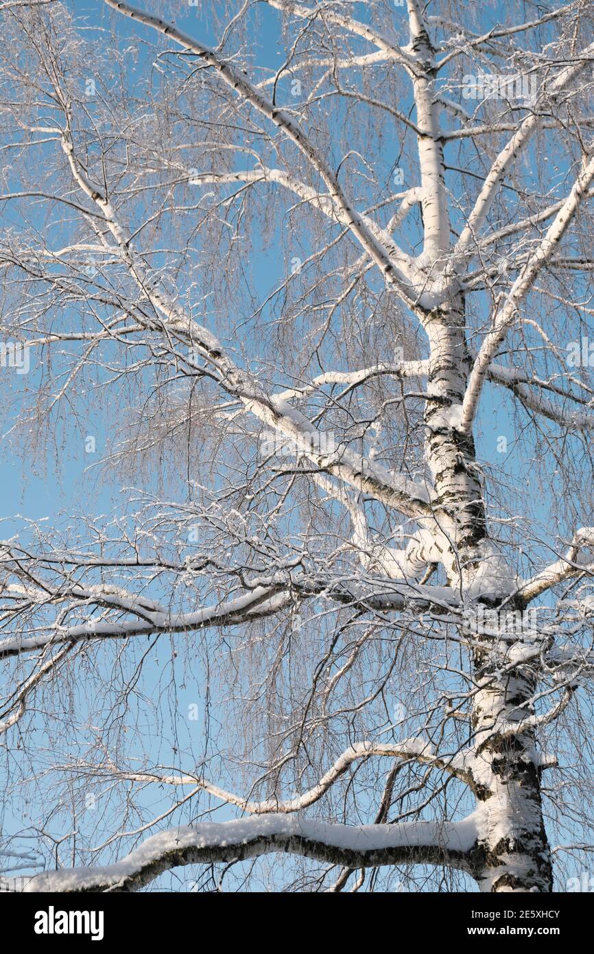 Beautiful nature of the north, natural landscape with large trees in ...