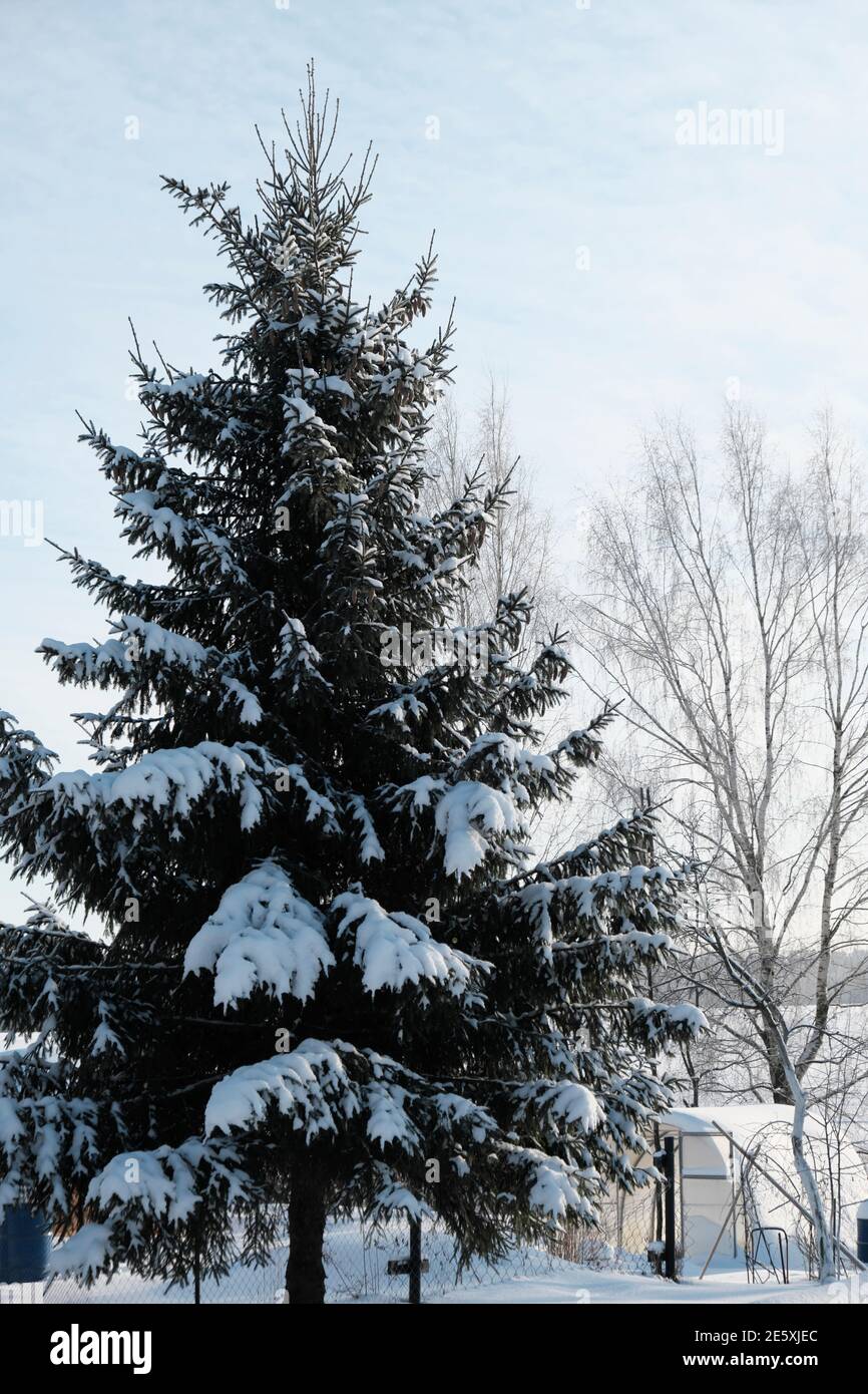Beautiful nature of the north, natural landscape with large trees in ...