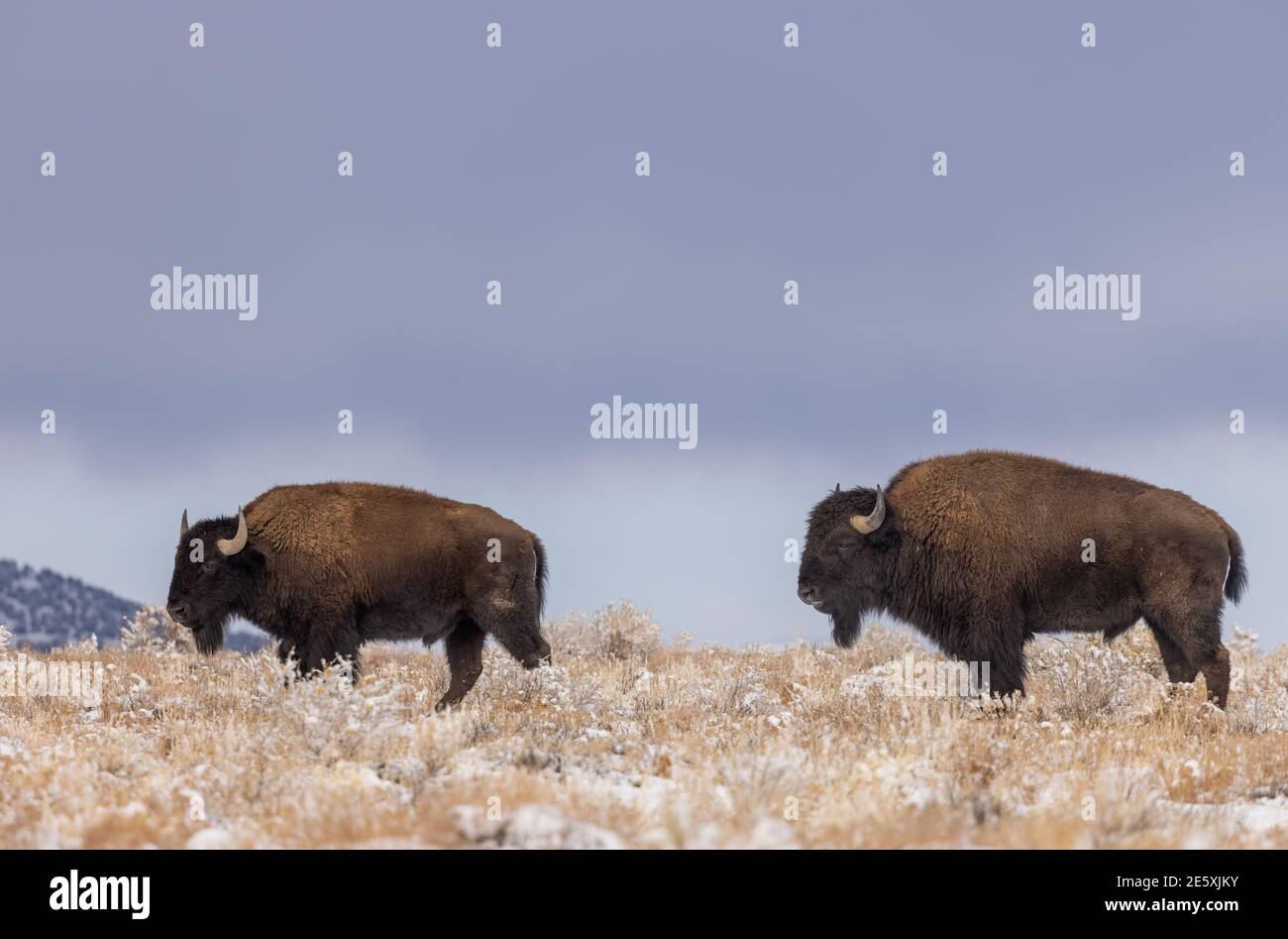 Bison in arizona winter hi-res stock photography and images - Alamy