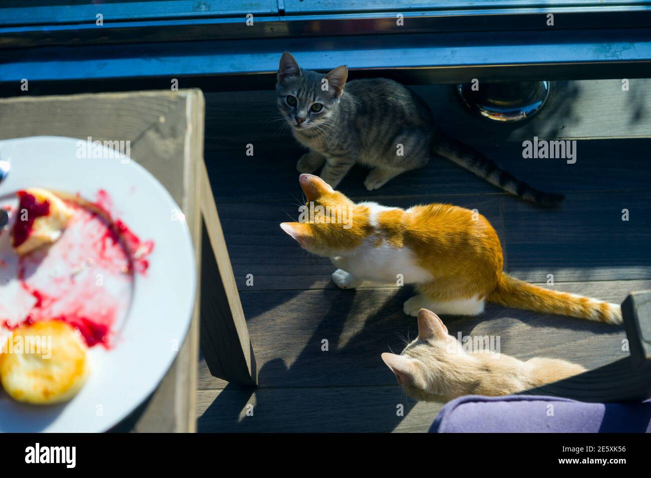 Kitten under table hi-res stock photography and images - Alamy