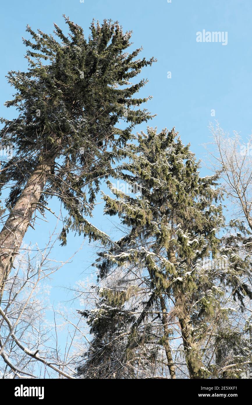 Beautiful nature of the north, natural landscape with large trees in ...