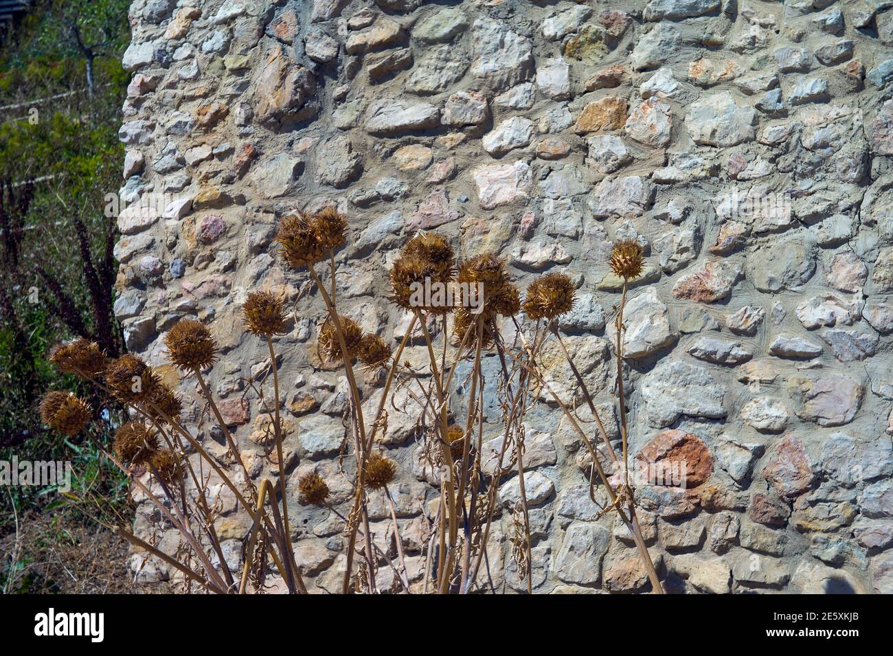 A wall made of stones and thorny plants in front of it, outdoor shot ...