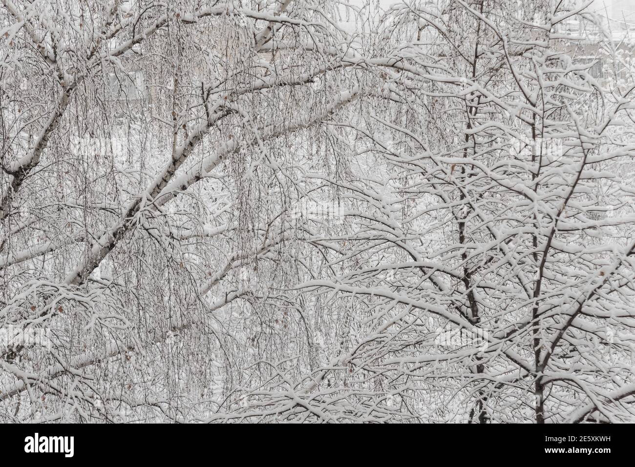 Trees with snow in winter park. Snowy day, cloudy sky Stock Photo - Alamy