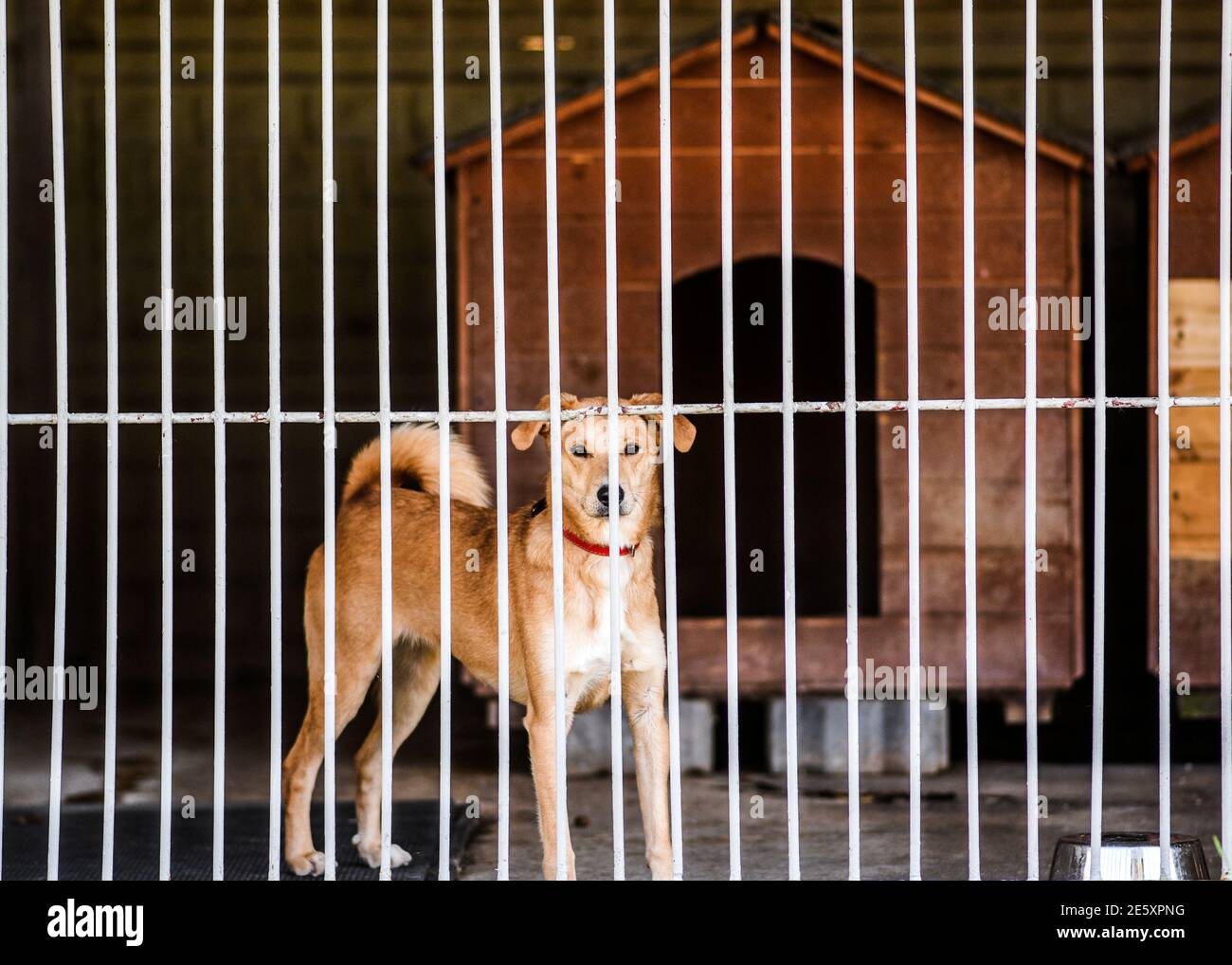 Sad dog in a cage hi-res stock photography and images - Alamy