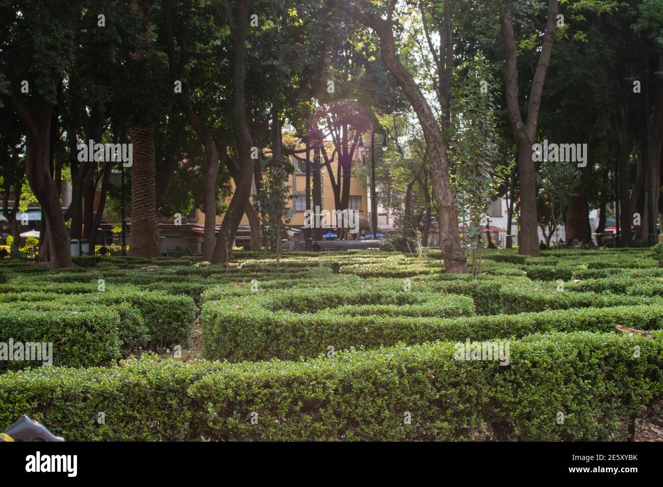 Peaceful park with trees and bushes in Mexico City Stock Photo - Alamy