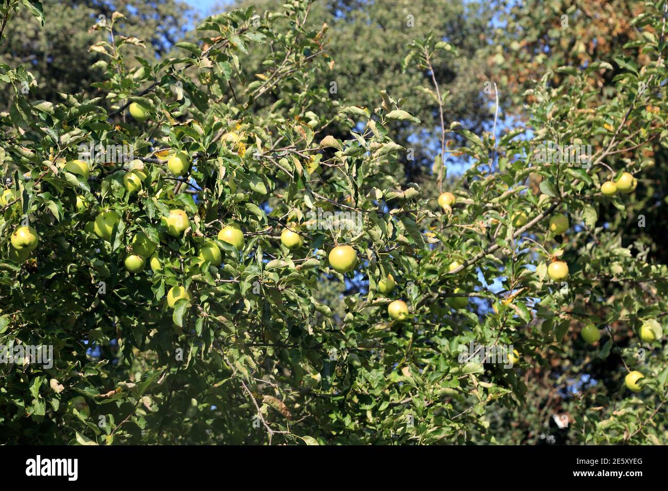 Apple trees kent autumn hi-res stock photography and images - Alamy