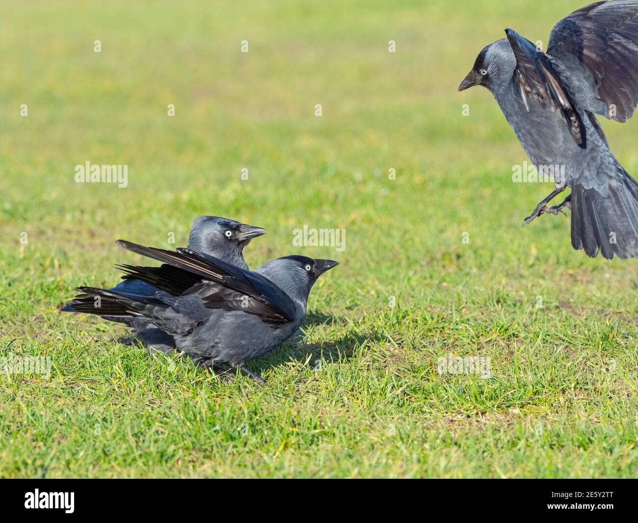 Crows flock hi-res stock photography and images - Alamy