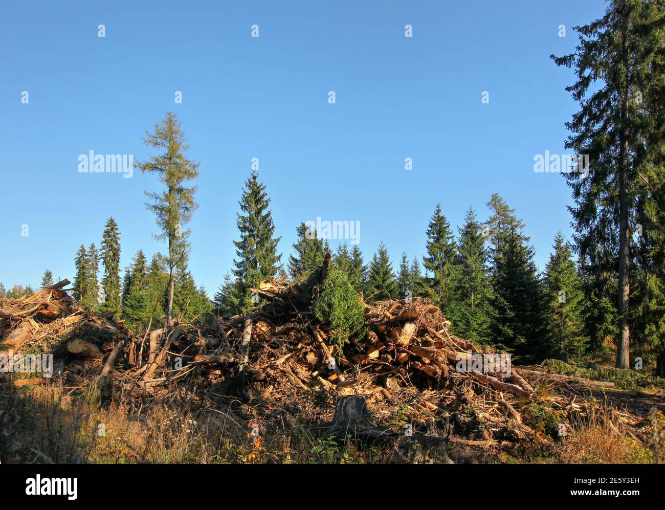 Tree roots after forest cleaning placed on heap, trees with clear sky ...
