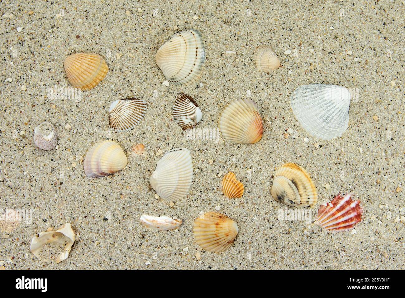 Different cockles, Cardiidae, in the sand Stock Photo - Alamy