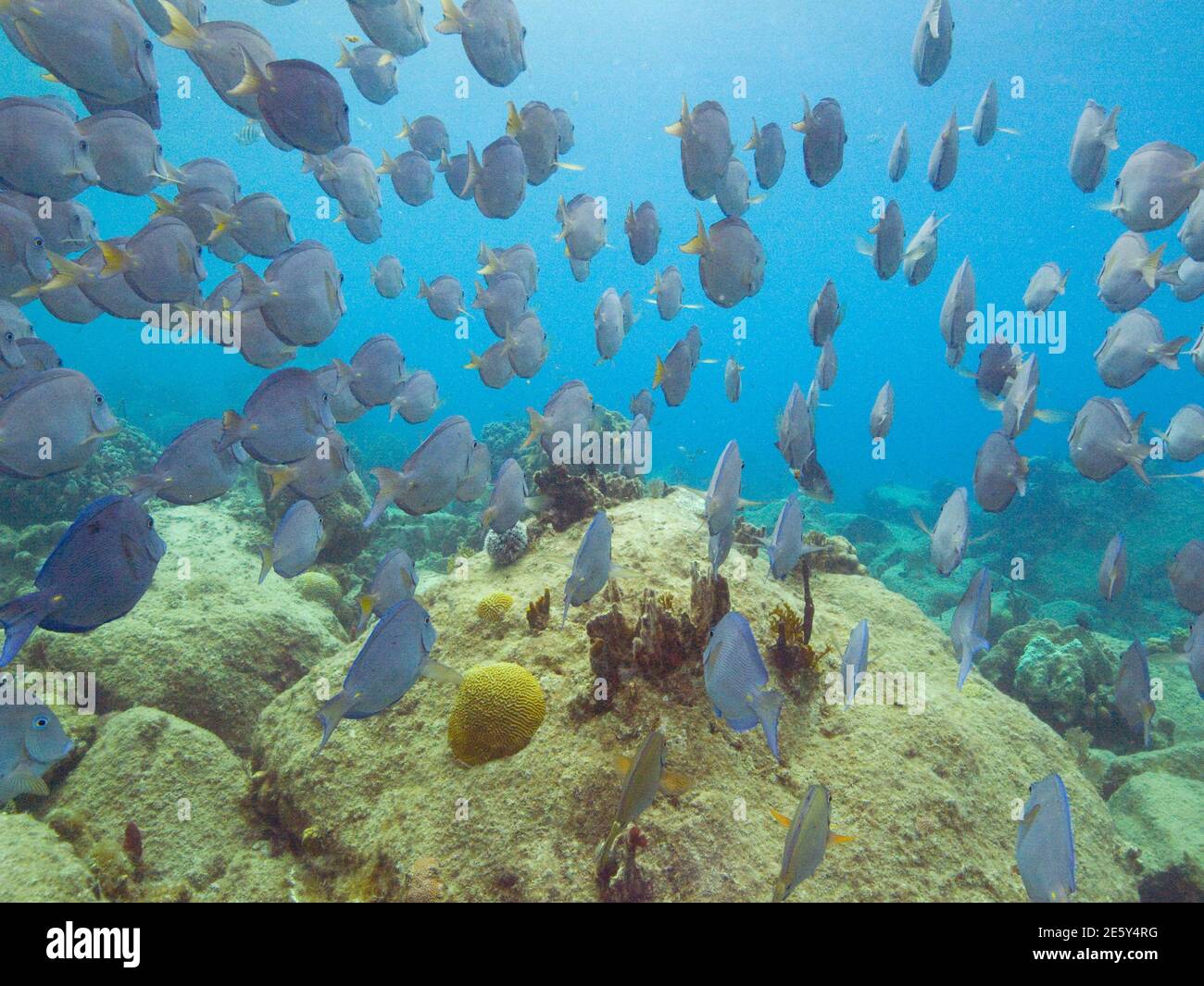 Underwater ocean scene school fish hi-res stock photography and images ...
