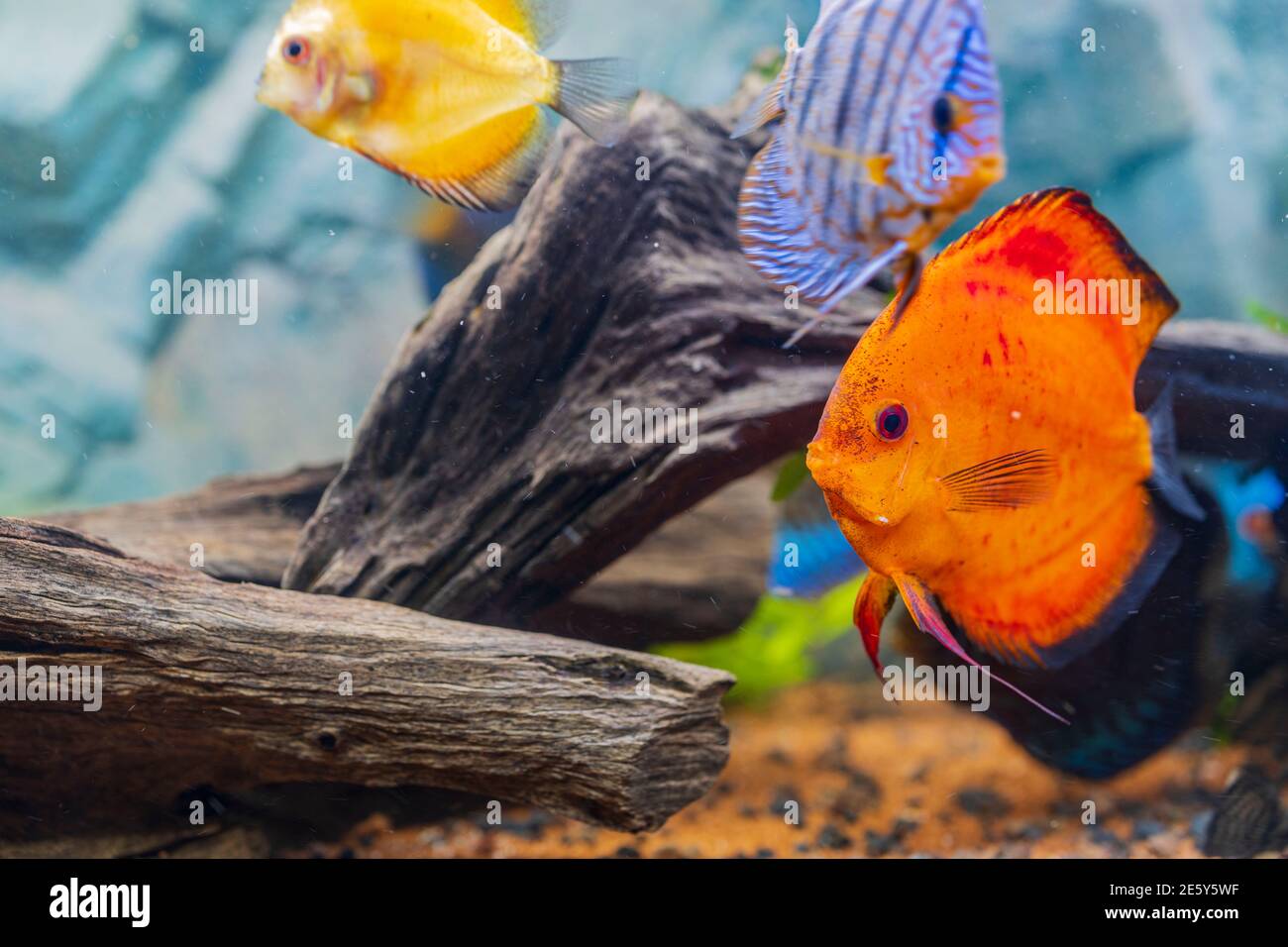 Close up view of discus fish swimming in planted aquarium. Tropical ...