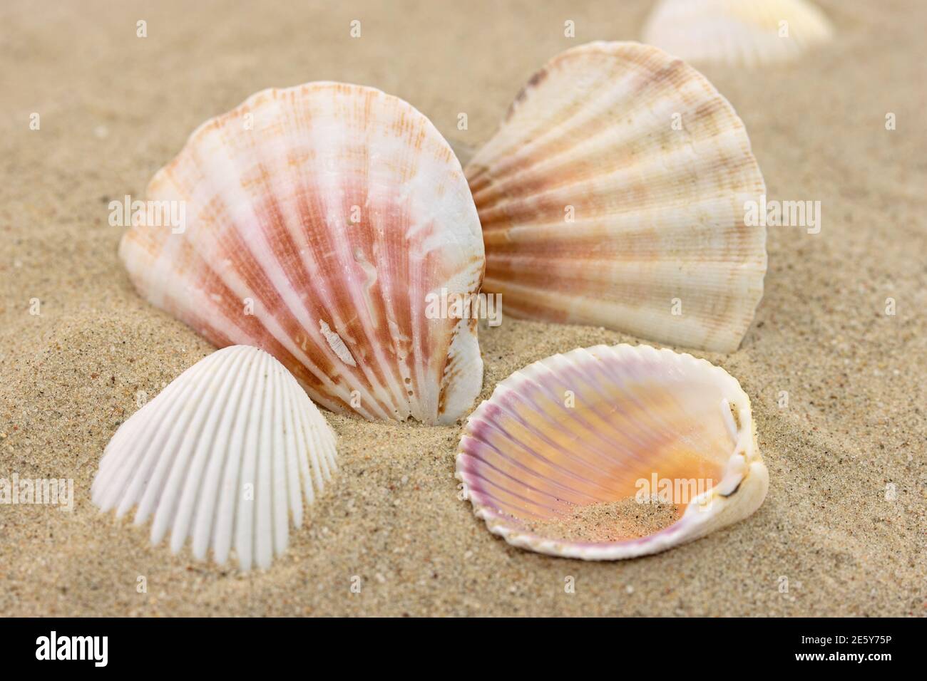 Cockle shell sea shells cardiidae hi-res stock photography and images ...