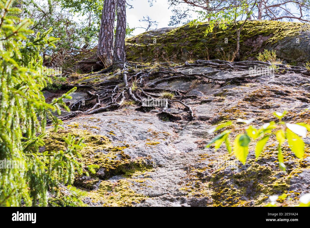 Beautiful nature landscape view of tree roots on rocky ground. Sweden ...