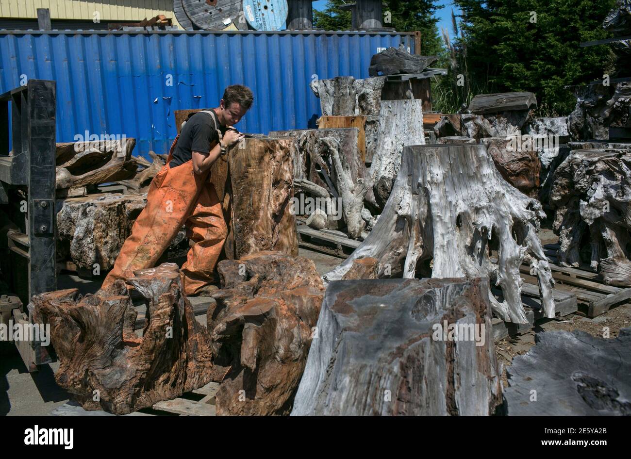 Redwood burl hi-res stock photography and images - Alamy