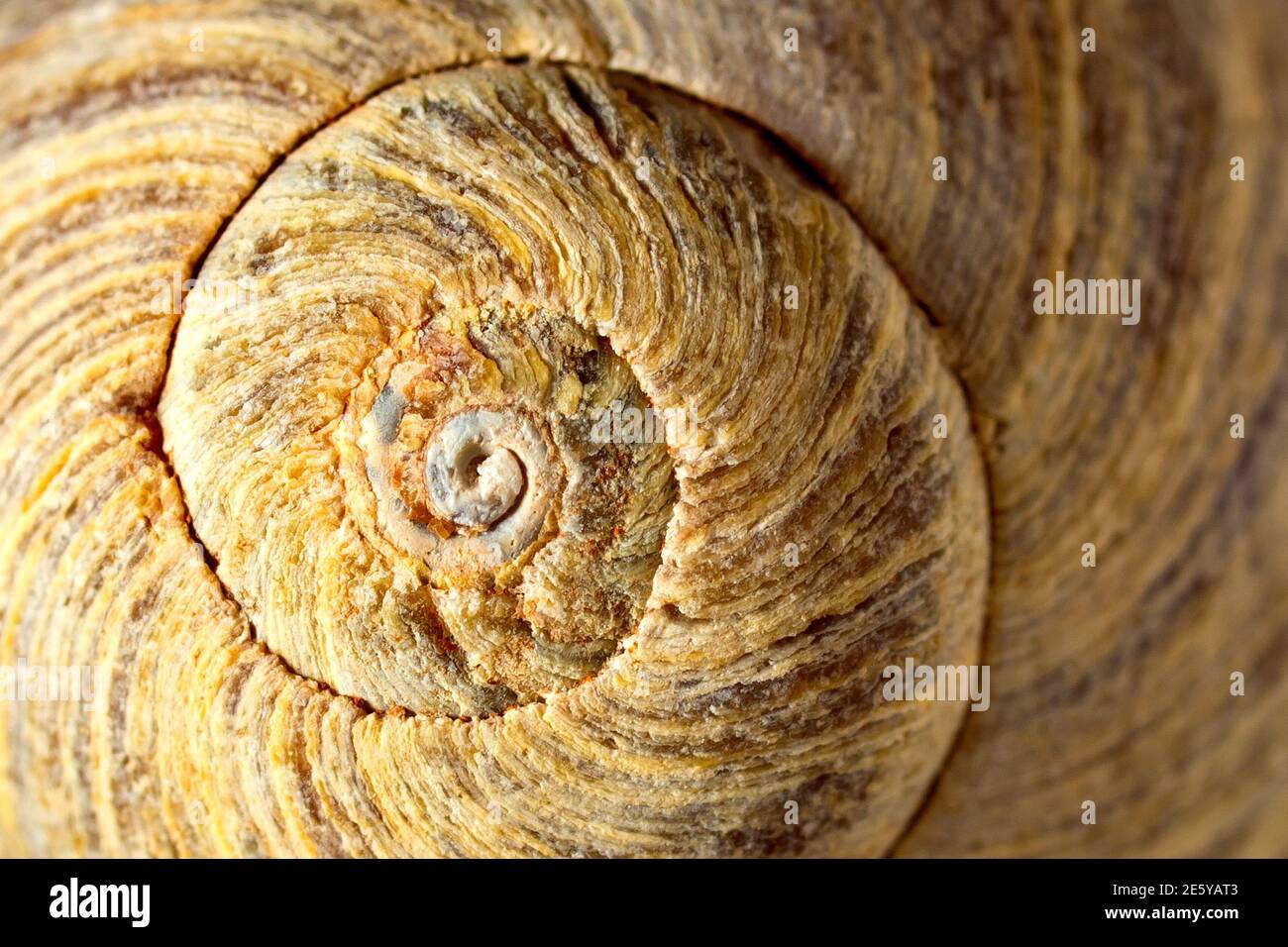 Cochlear shell hi-res stock photography and images - Alamy