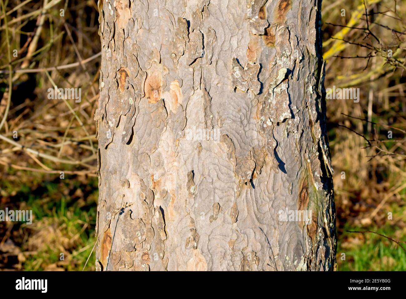 Sycamore wood texture hi-res stock photography and images - Alamy