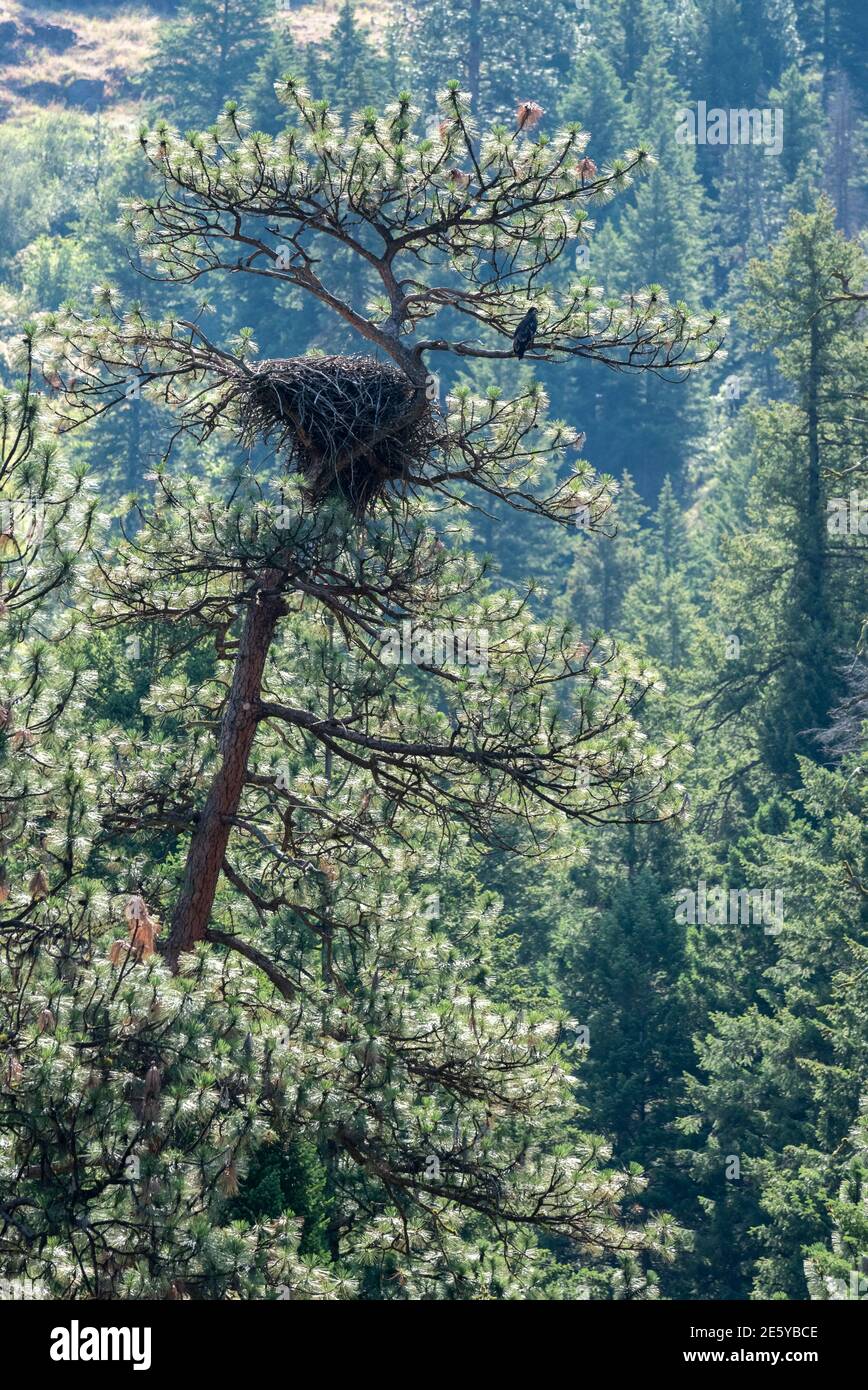 Osprey pine tree hi-res stock photography and images - Alamy