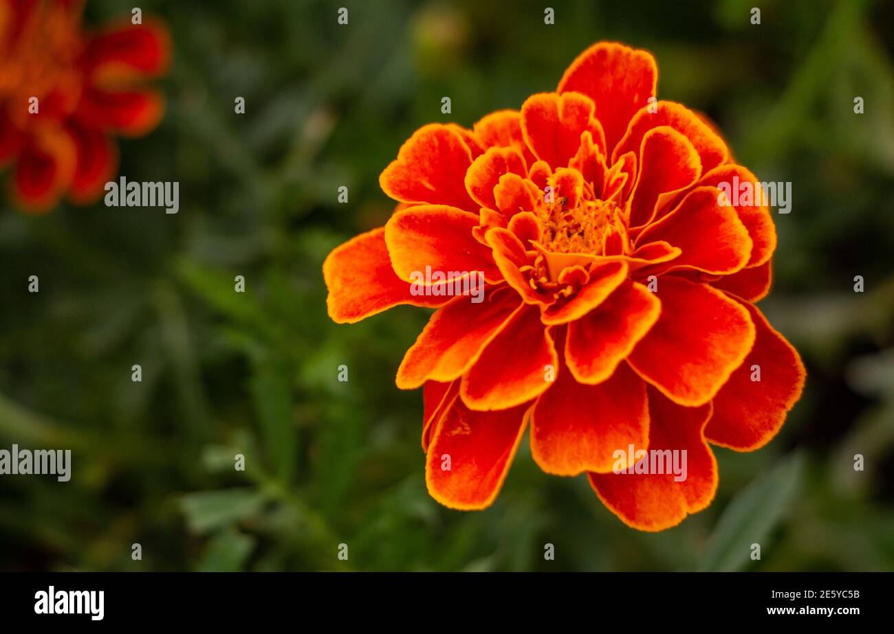 A picture of an orange Mexican Marigold Stock Photo - Alamy