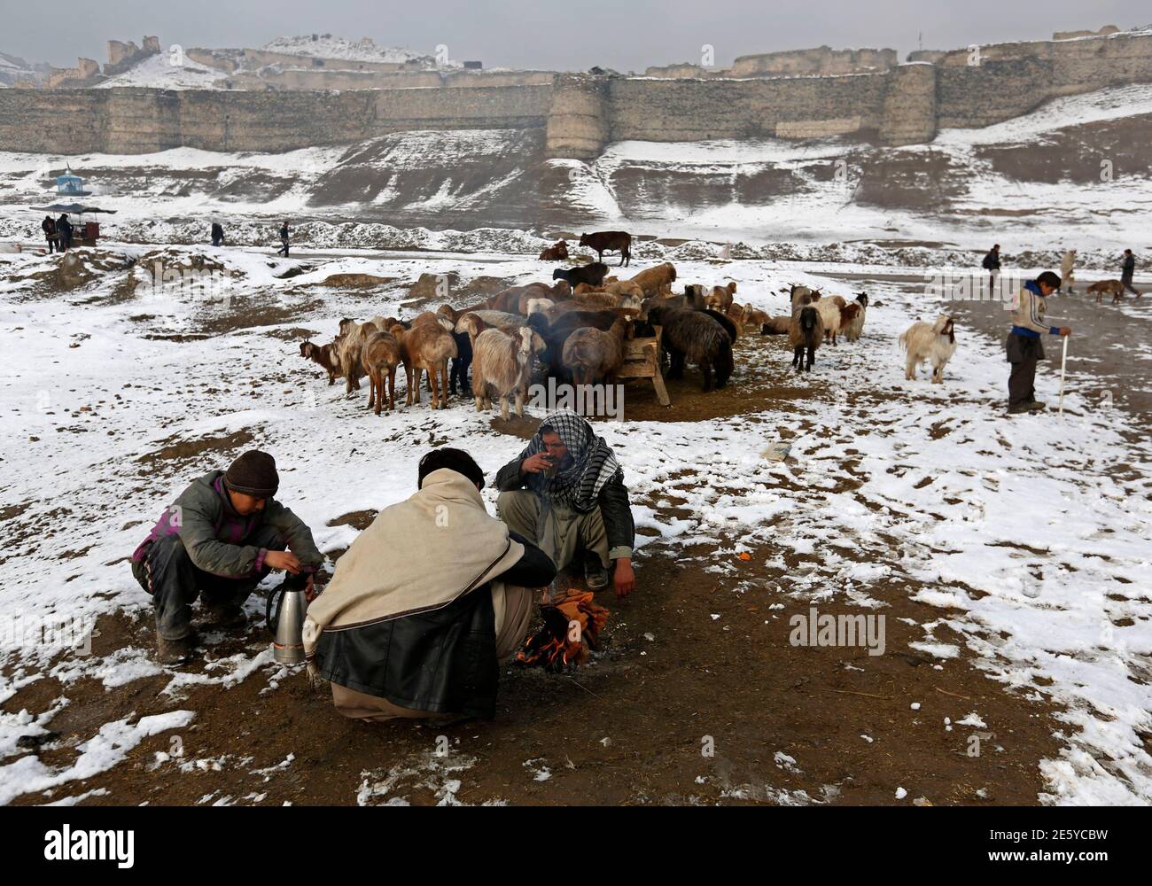 Sheep hissar hi-res stock photography and images - Alamy