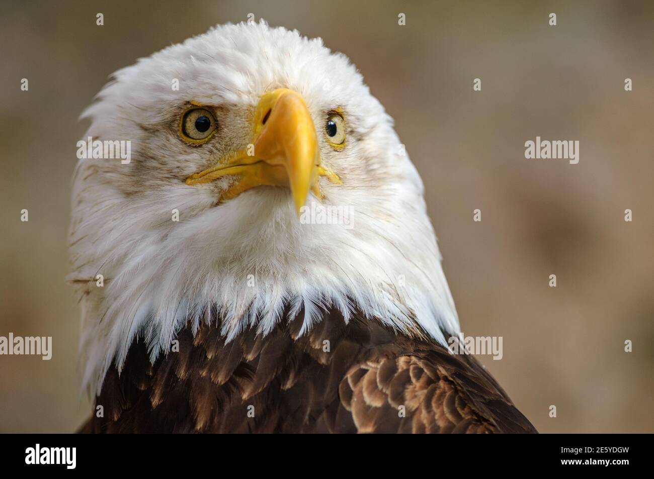 Bald Headed Eagle, close up shot with blurred background Stock Photo ...