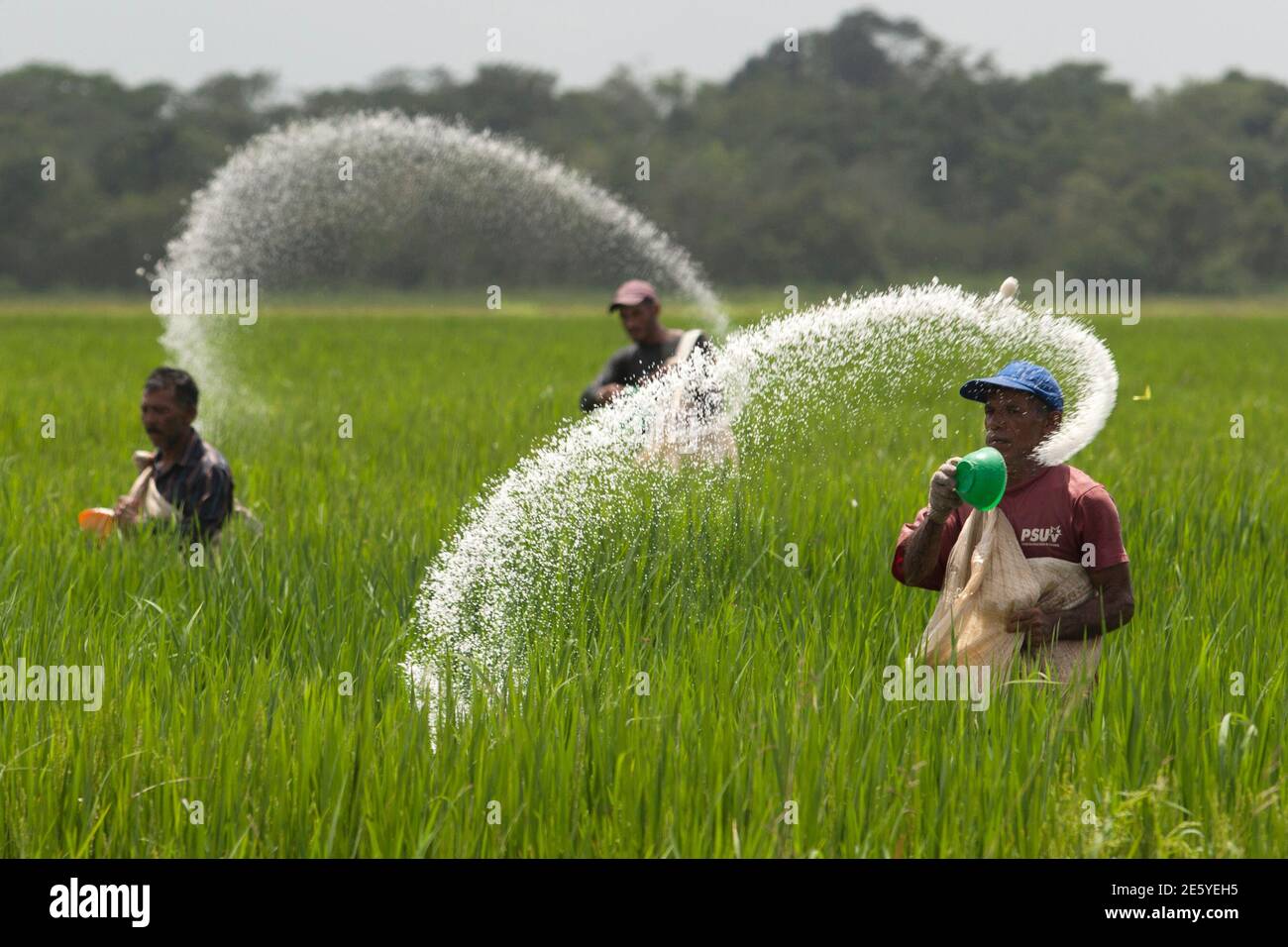 1920s cattle industry hi-res stock photography and images - Alamy
