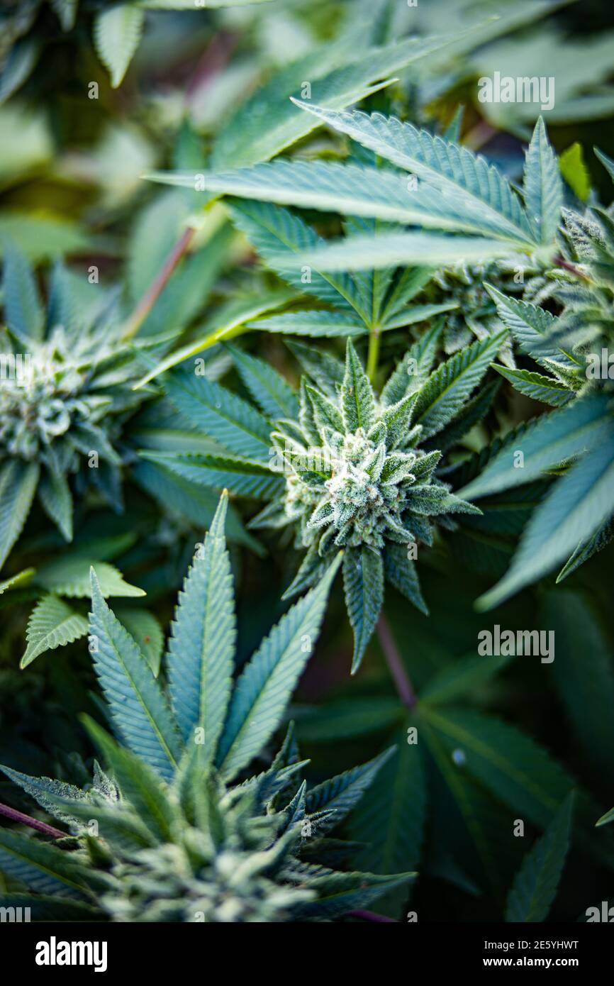 Pakalolo hi-res stock photography and images - Alamy