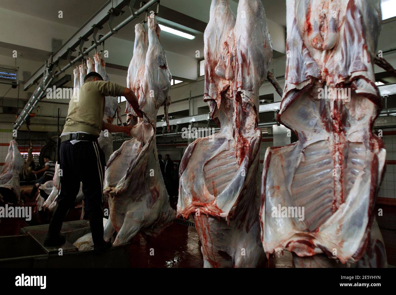 Slaughtering Cow High Resolution Stock Photography and Images - Alamy