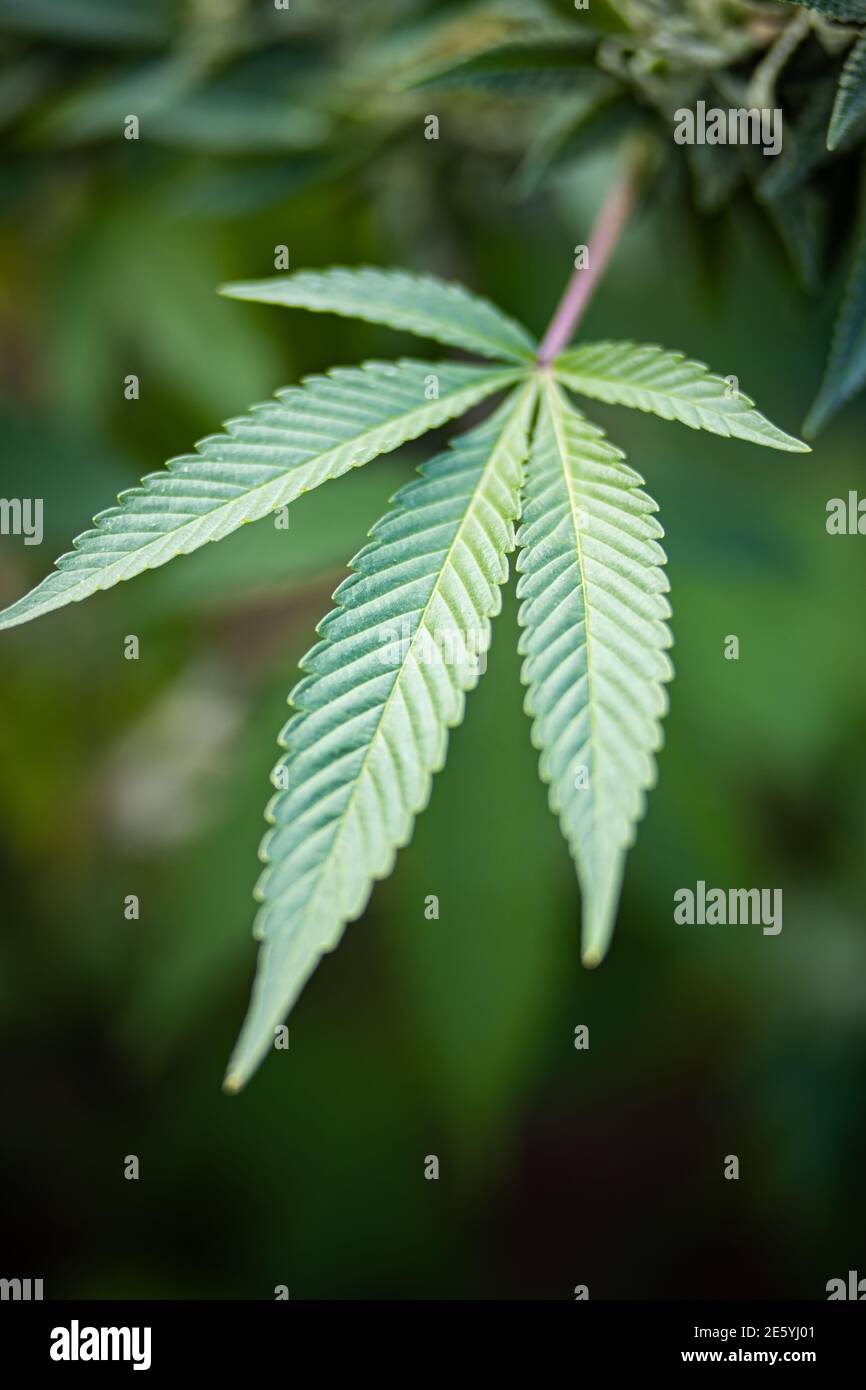 Pakalolo hi-res stock photography and images - Alamy