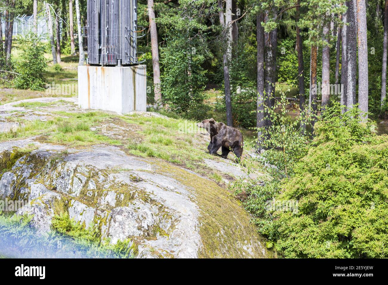 Beautiful landscape view of bear on lawn in mountains. Wild animals ...