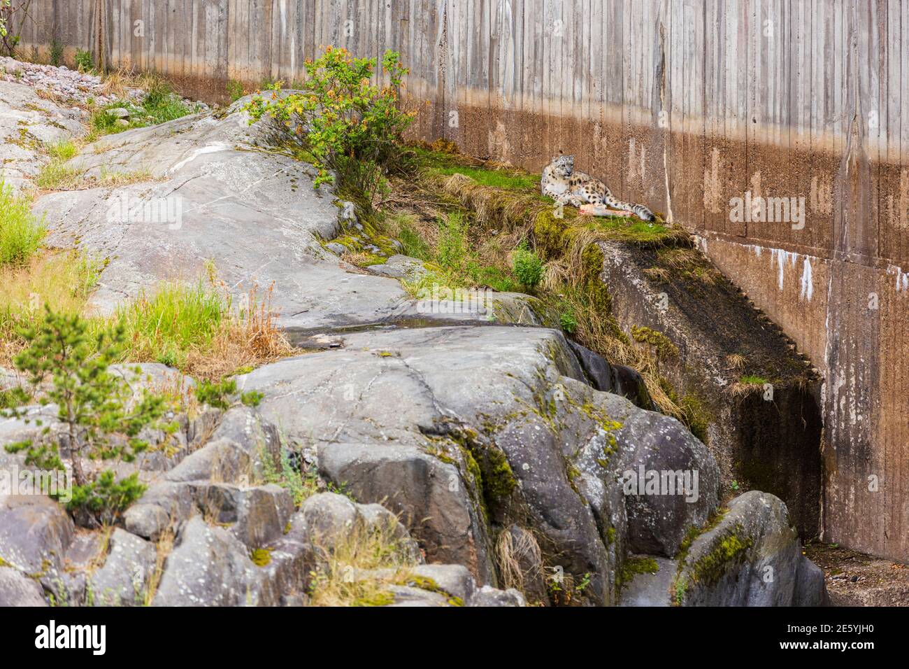 Beautiful view of gorgeous snow leopard isolated laying in aviary of ...