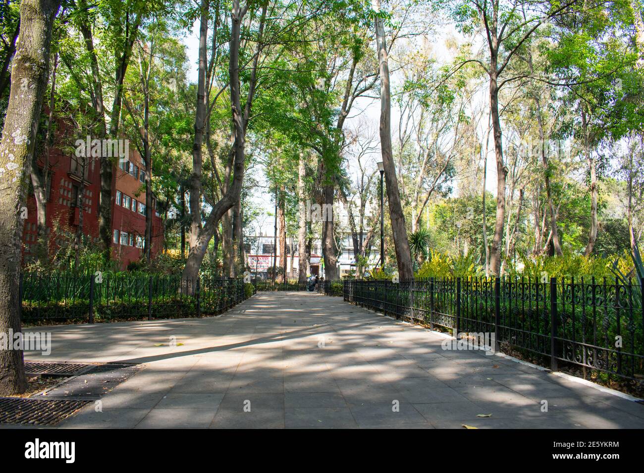 Peaceful park with trees and bushes in Mexico City Stock Photo - Alamy
