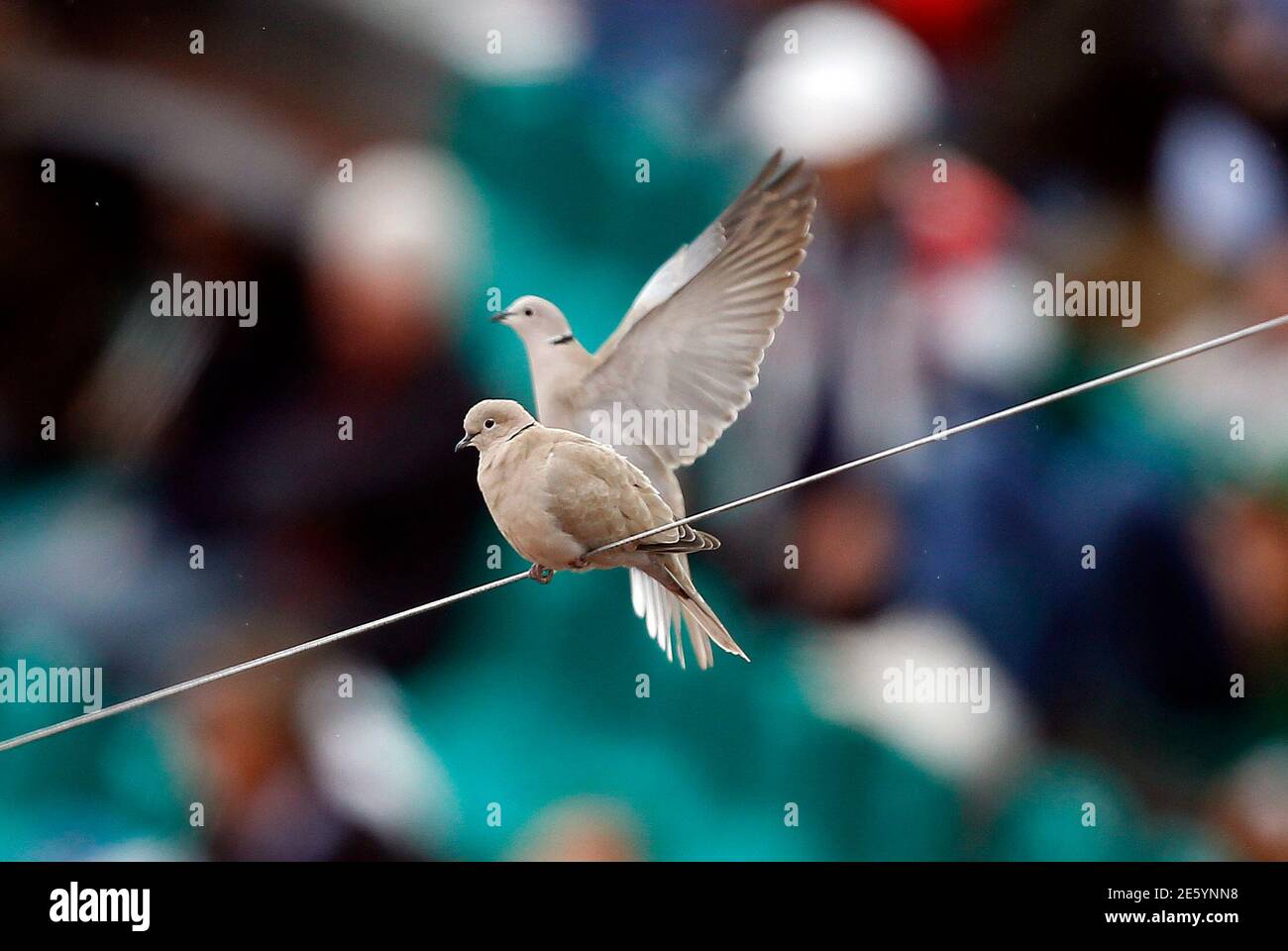 Two doves on a wire hi-res stock photography and images - Alamy