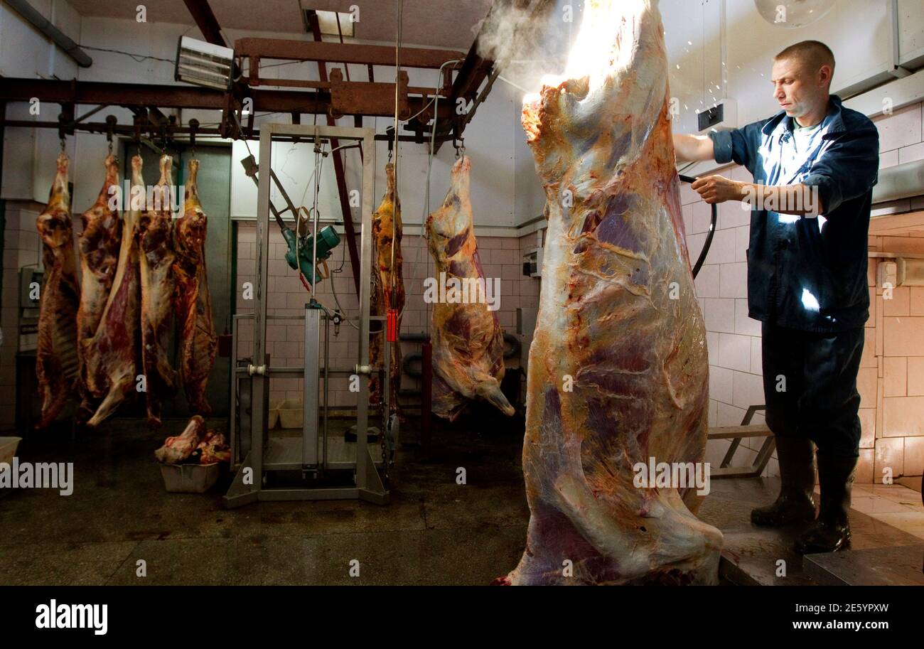 Slaughter slaughtered animal cow hi-res stock photography and images ...